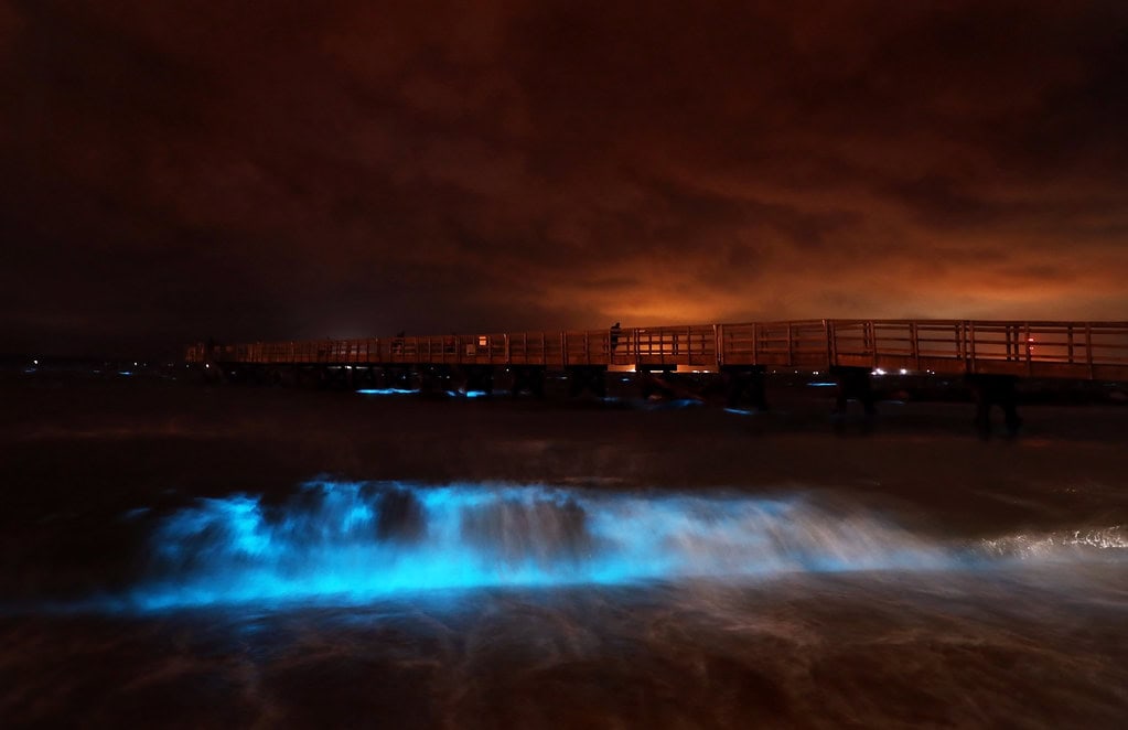 What It's Like to See Plankton Glow in Real Life - Animals Around The Globe