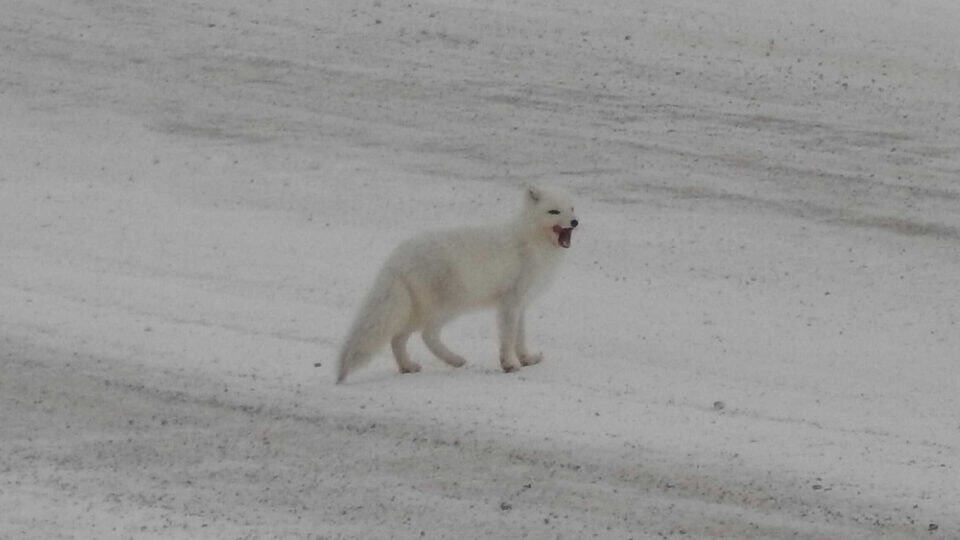 Why Foxes Scream at Night—and What It Means - Animals Around The Globe