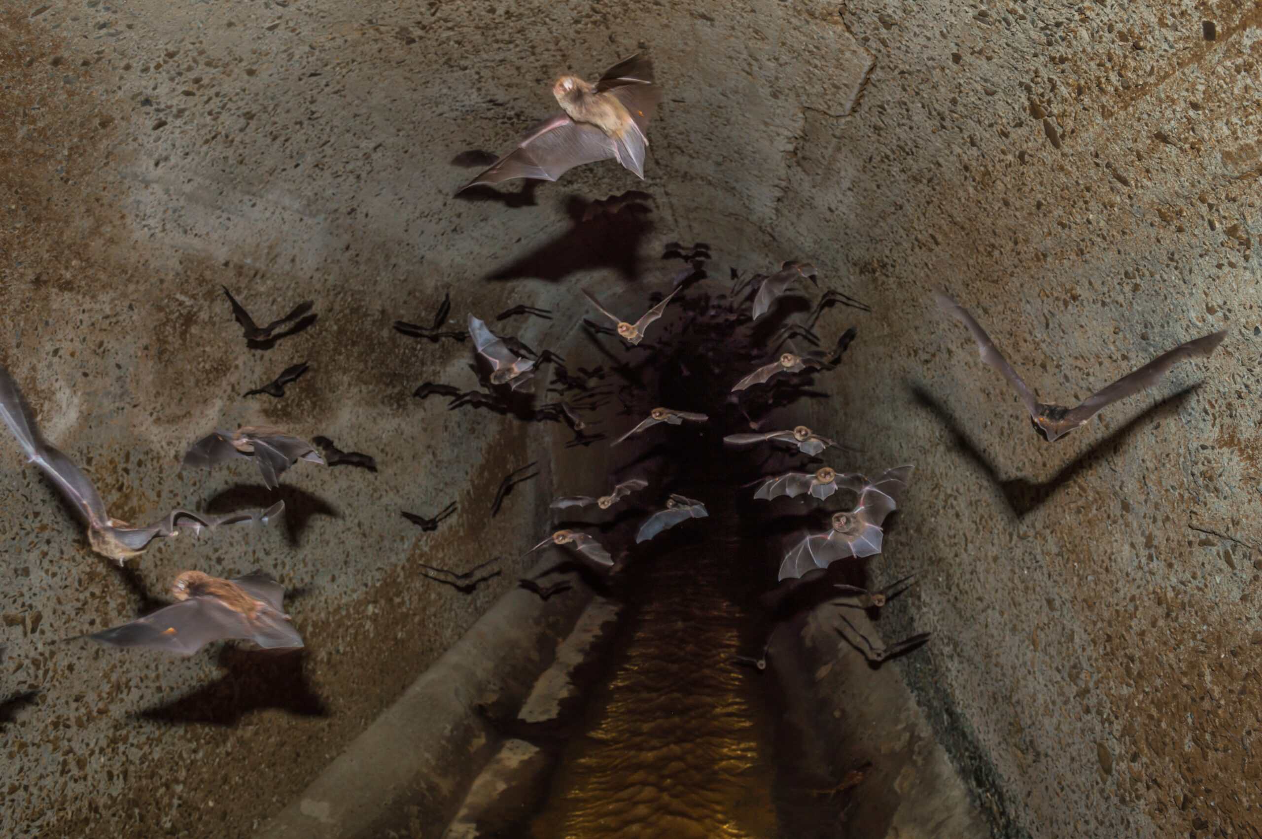 The Only Mammals That Can Fly and Why They Do It at Night