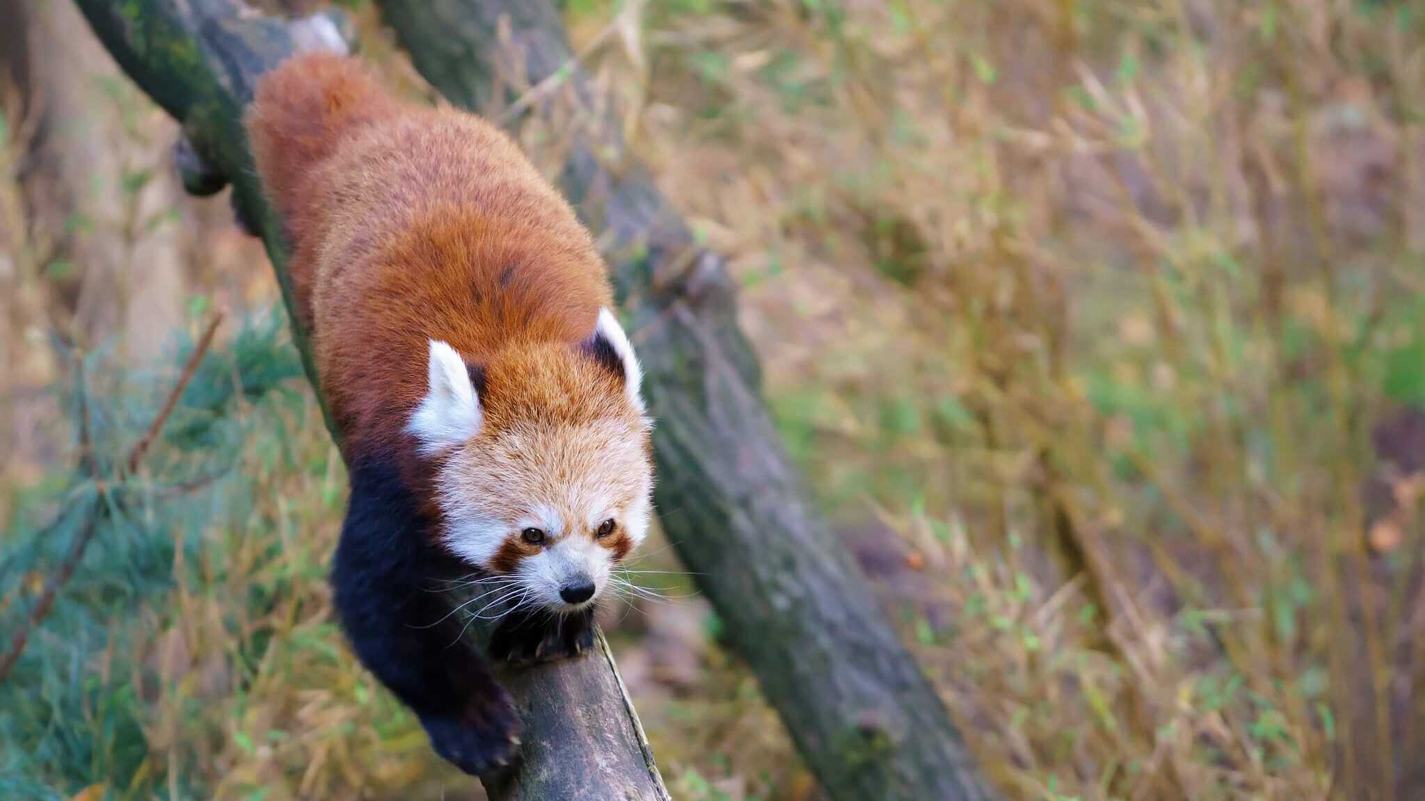 Did You Know Red Pandas Are Sometimes Called “Fire Foxes”? - Animals ...