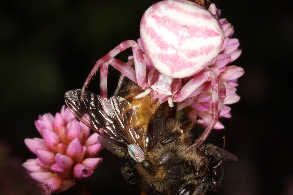 Duodecim Araneae Quae Colorem Mutant Sicut Chameleontes