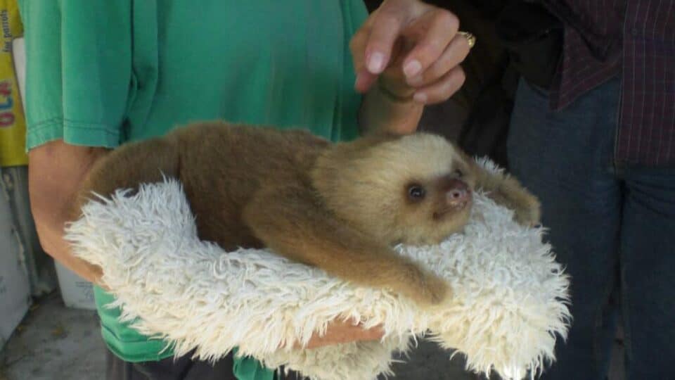 How Baby Sloths Bond with Their Mothers - Animals Around The Globe