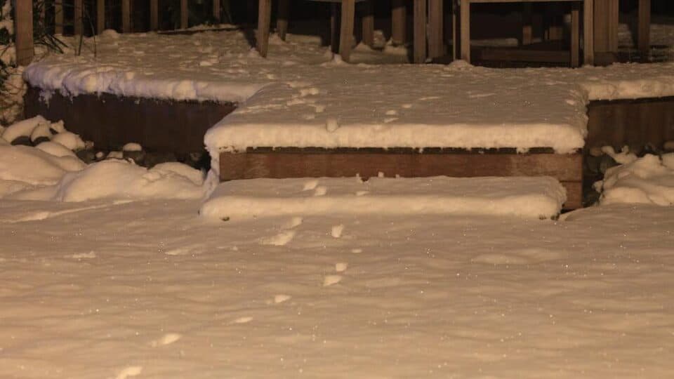 What Fox Tracks in Your Yard Might Be Telling You - Animals Around The ...