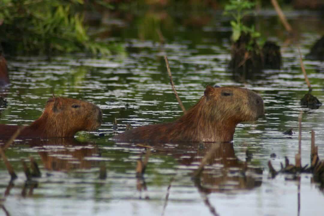 What Makes Capybaras So Calm—Even Around Predators - Animals Around The ...
