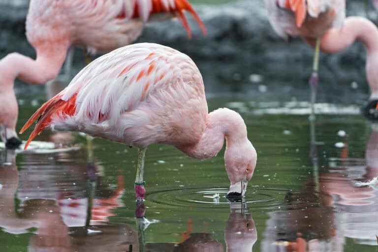 Why Flamingo Feathers Turn Pink From Their Diet - Animals Around The Globe