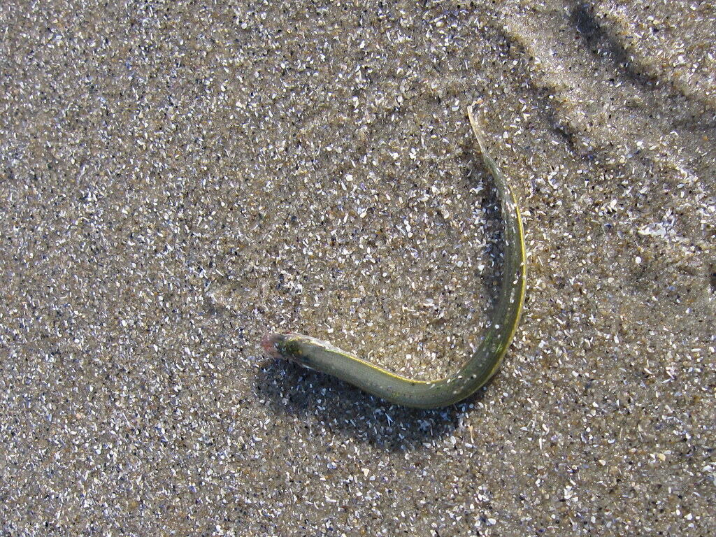 Tides, Migrations, and Mating: The Moon’s Role in Wildlife Cycles