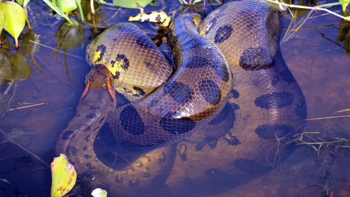 How Anacondas Ambush Prey in Swamps Using Stealth - Animals Around The ...