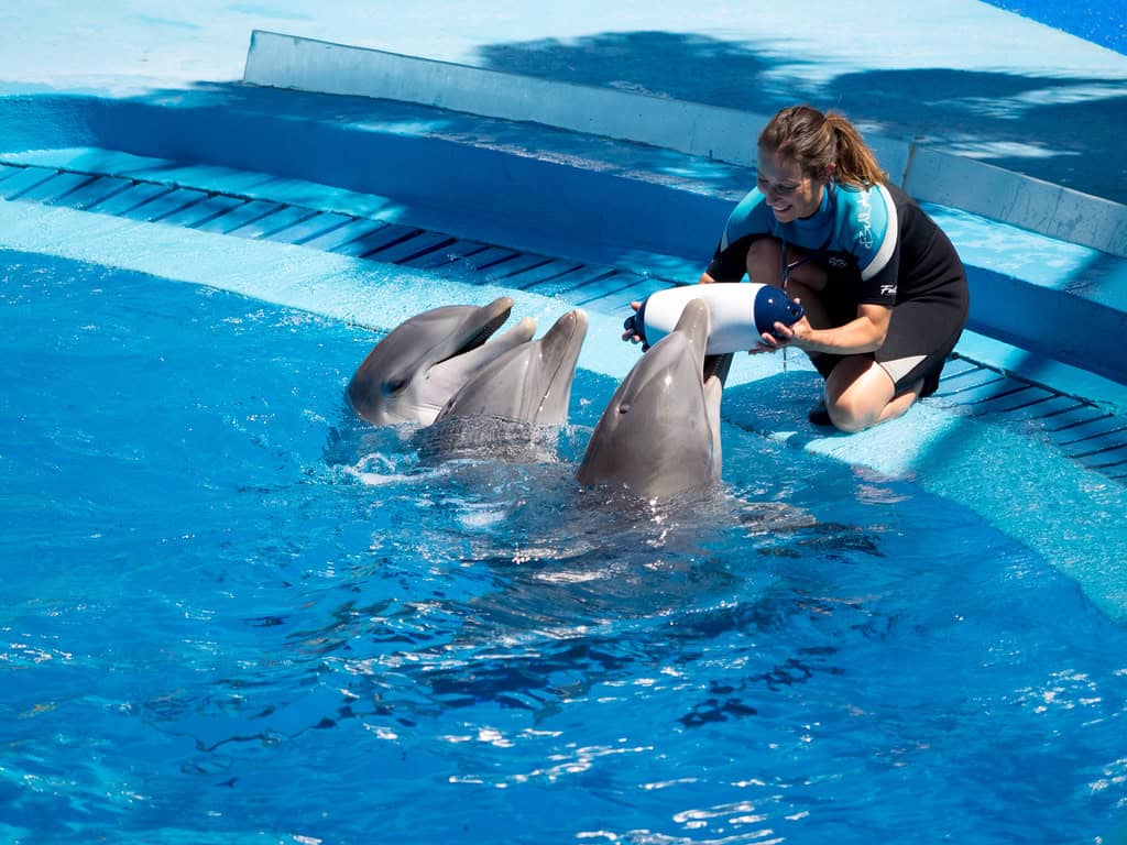Are Dolphin Shows Finally Being Phased Out?