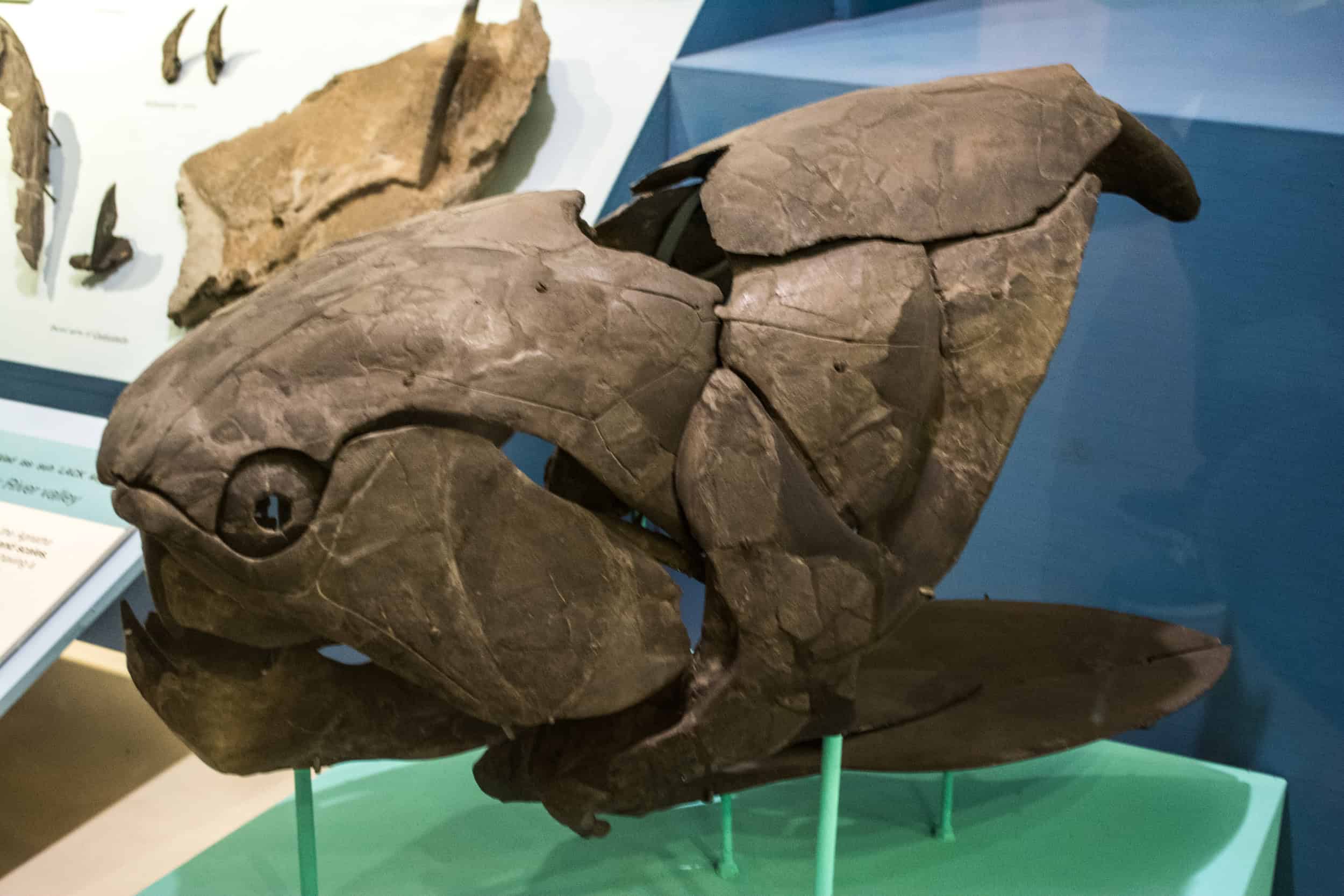 Dunkleosteus: The Armored Fish With Bone-Crushing Jaws