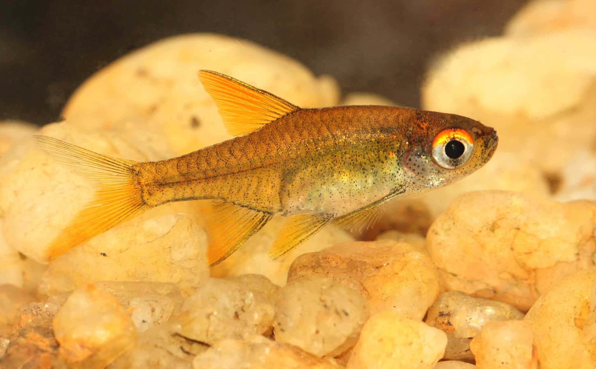 The Smallest Fish in the World Is Nearly Transparent - Animals Around ...