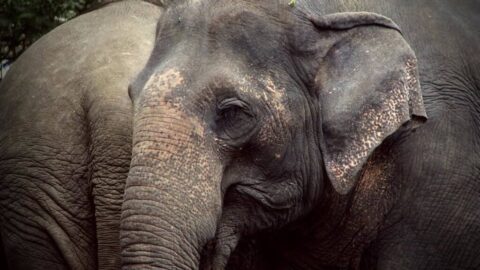 Why African and Asian Elephants Have Different Ears and Behaviors ...