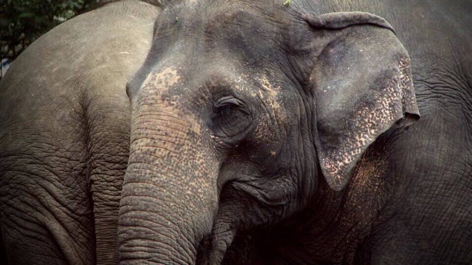 Why African and Asian Elephants Have Different Ears and Behaviors ...