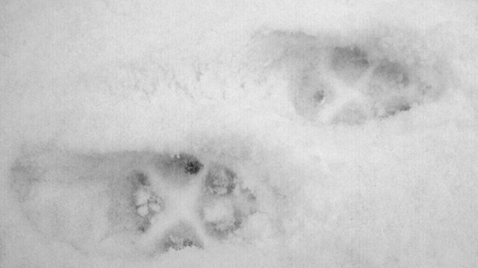What Fox Tracks in Your Yard Might Be Telling You - Animals Around The ...