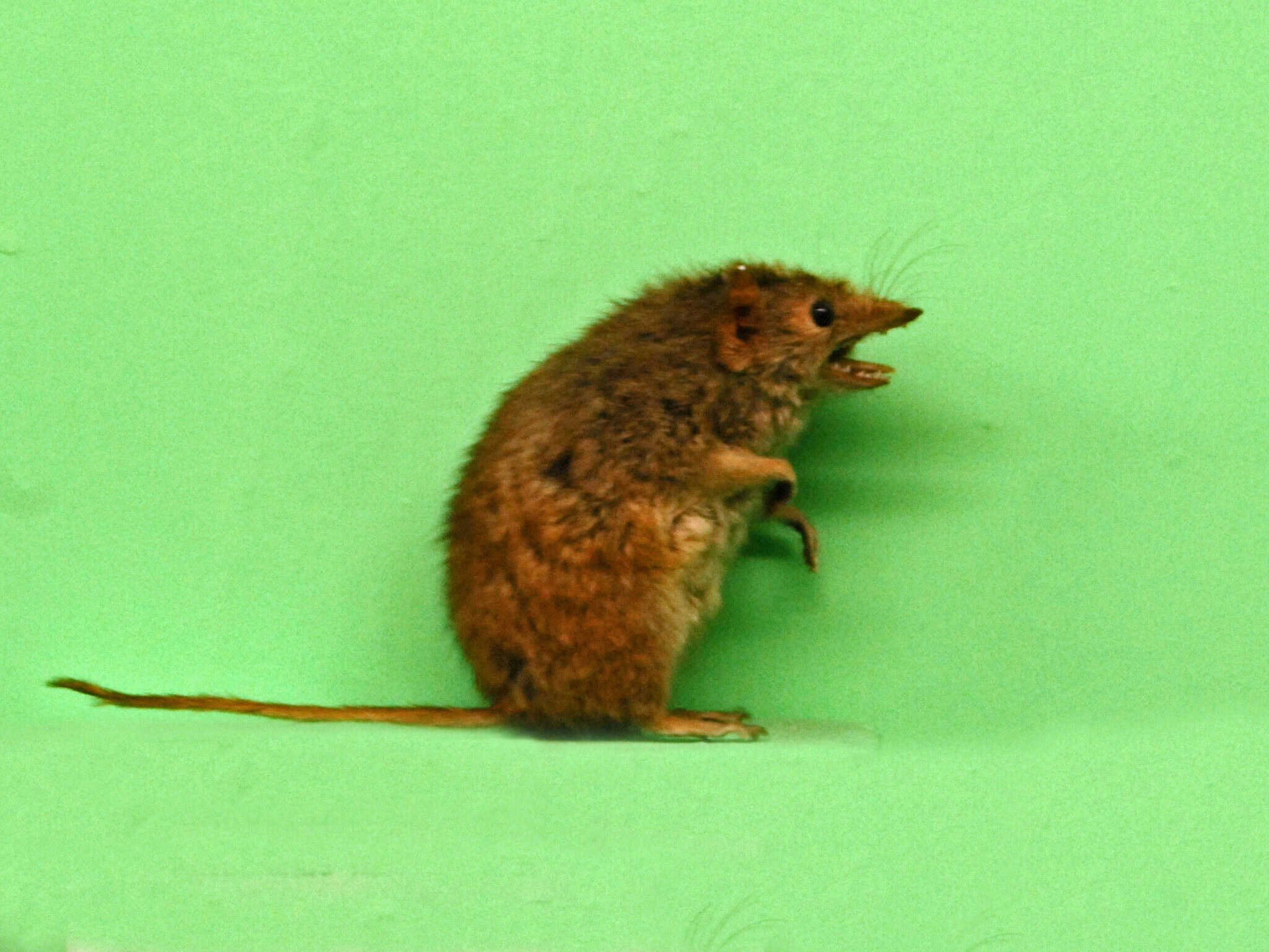 This Mammal Has the Shortest Lifespan—Then It Dies of Exhaustion ...