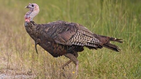 Where to Spot Wild Turkeys Roaming Freely - Animals Around The Globe