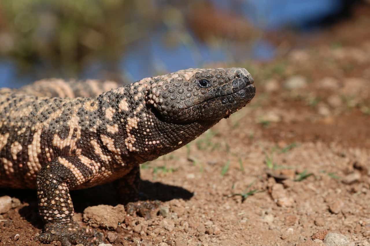 These Wildlife Species Only Live in the American West - Animals Around ...