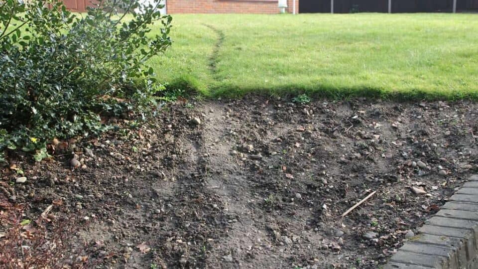 What Fox Tracks in Your Yard Might Be Telling You - Animals Around The ...