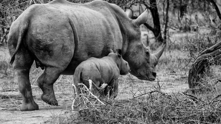 The Big 5 and Beyond: South Africa’s Role in Wildlife Heritage ...