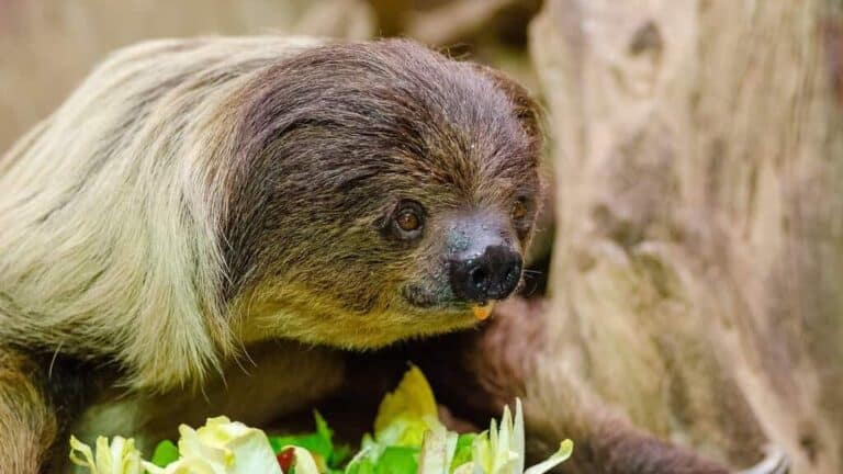 How Baby Sloths Bond with Their Mothers - Animals Around The Globe