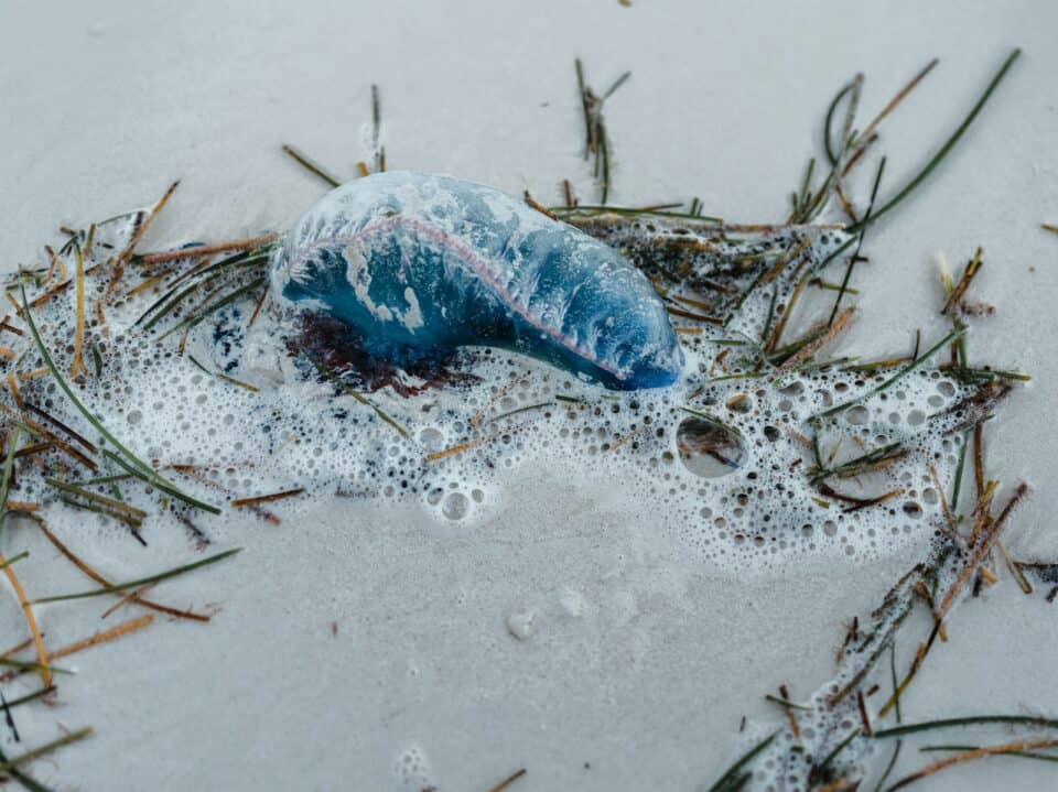 Not a Jellyfish: The Portuguese Man O’ War Is Four Creatures in One ...