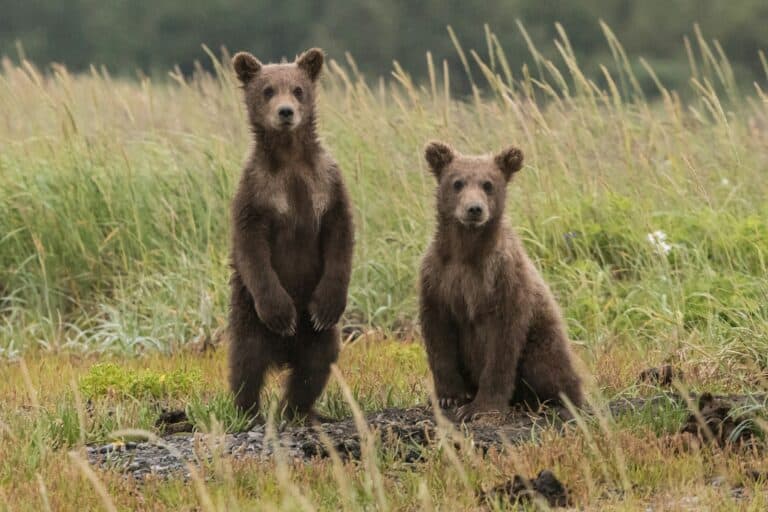 The Real Reason Bears Stand on Their Hind Legs - Animals Around The Globe