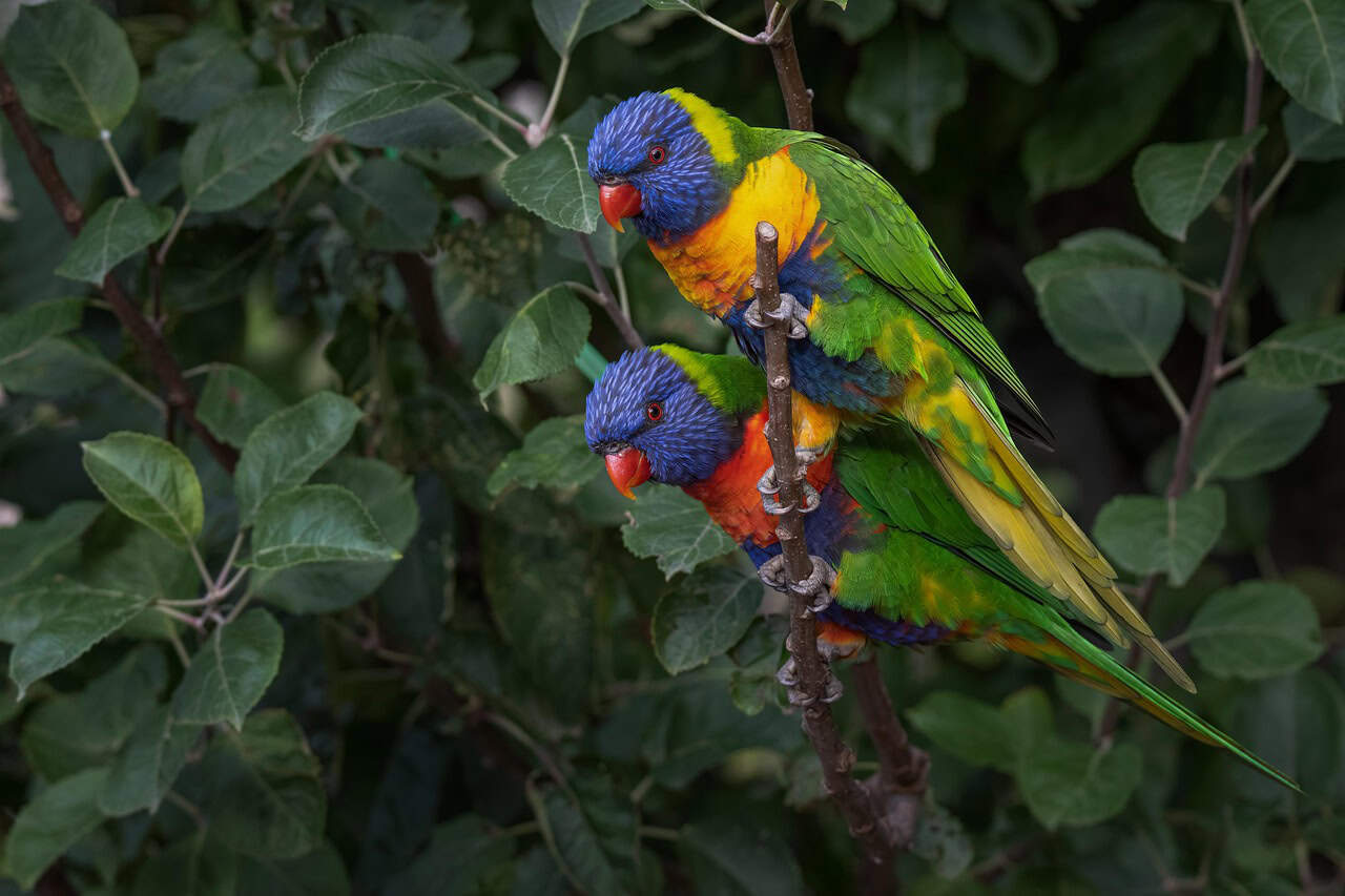 Where to Find Wild Parrots and Macaws in Full Color - Animals Around ...
