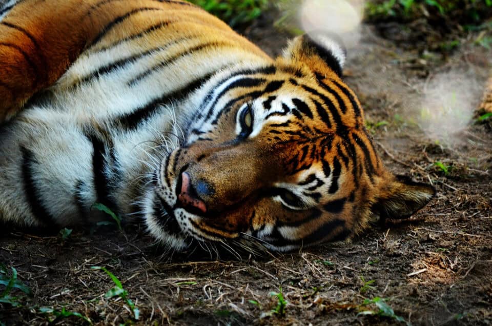 Big Cats - Animals Around The Globe