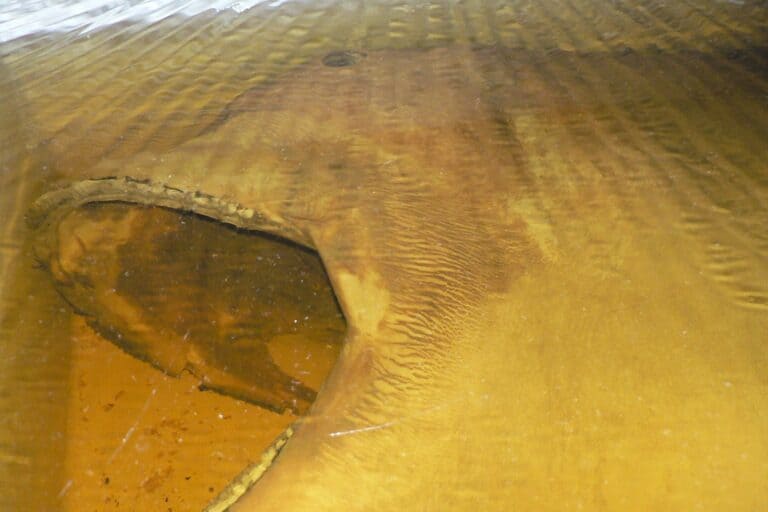 The Mystery of the Megamouth Shark - Animals Around The Globe