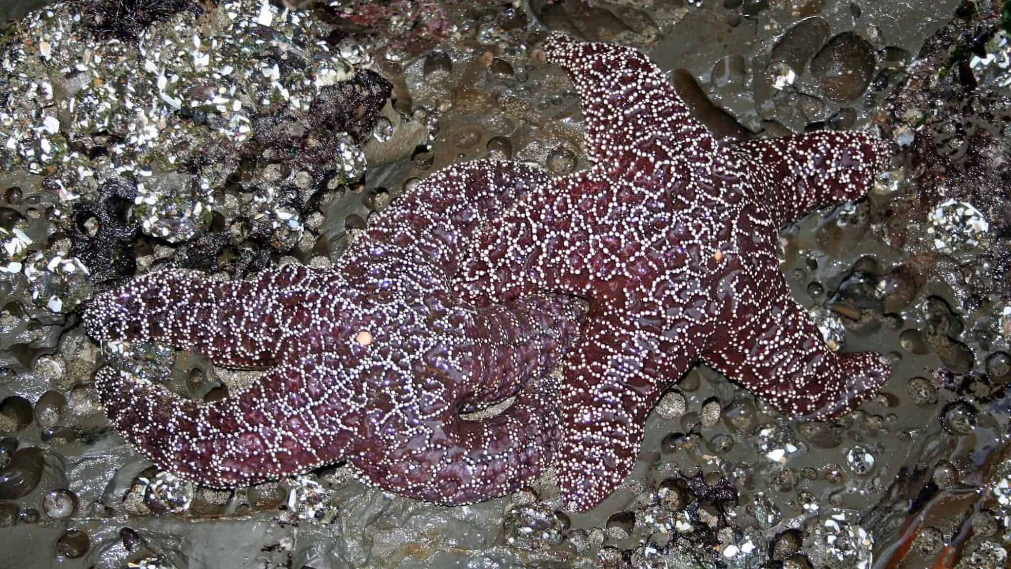 What Wildlife You’ll Spot in Redwood Country - Animals Around The Globe