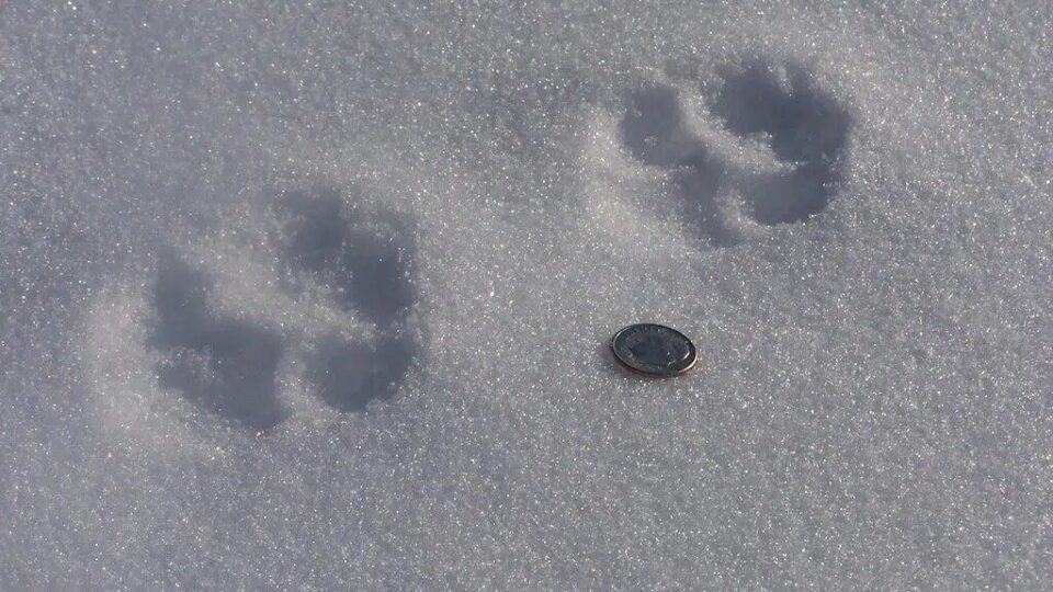 What Fox Tracks in Your Yard Might Be Telling You - Animals Around The ...