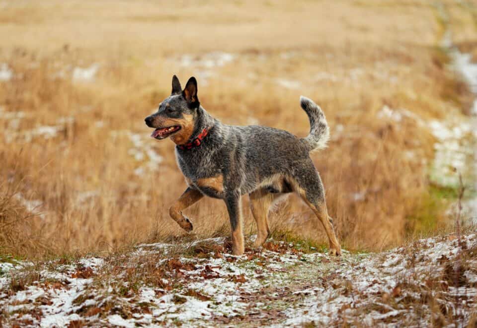 Is Bluey Based on a Real Dog Breed? Meet the Blue Heeler - Animals ...