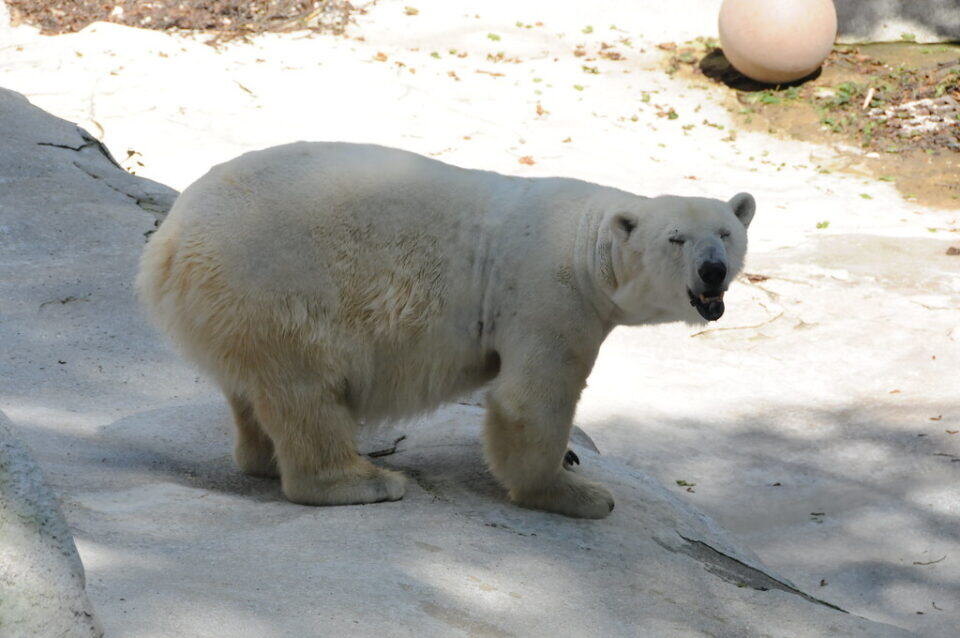 12 Most Popular Zoo Animals Ranked by US Visitor Interest - Animals ...