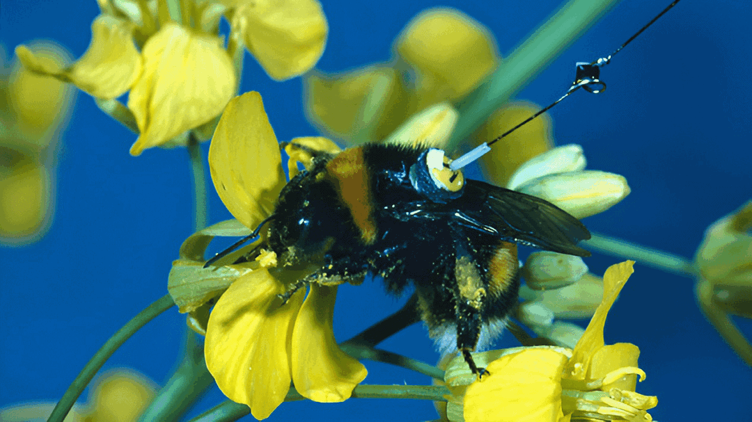 How Bumblebees Use Vibration to Shake Pollen Loose - Animals Around The ...