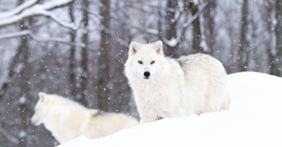 How Arctic Wolves Survive in the Harshest U.S. Winters - Animals Around ...
