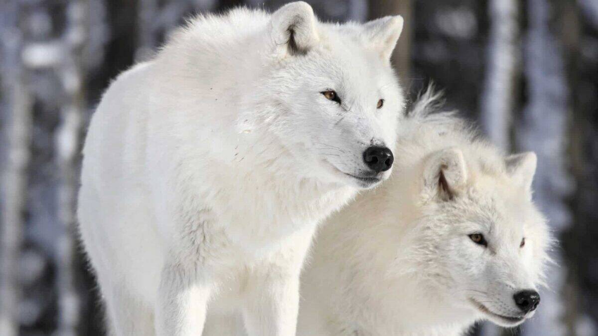 How Arctic Wolves Survive in the Harshest U.S. Winters - Animals Around ...