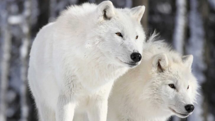 How Arctic Wolves Survive in the Harshest U.S. Winters - Animals Around ...