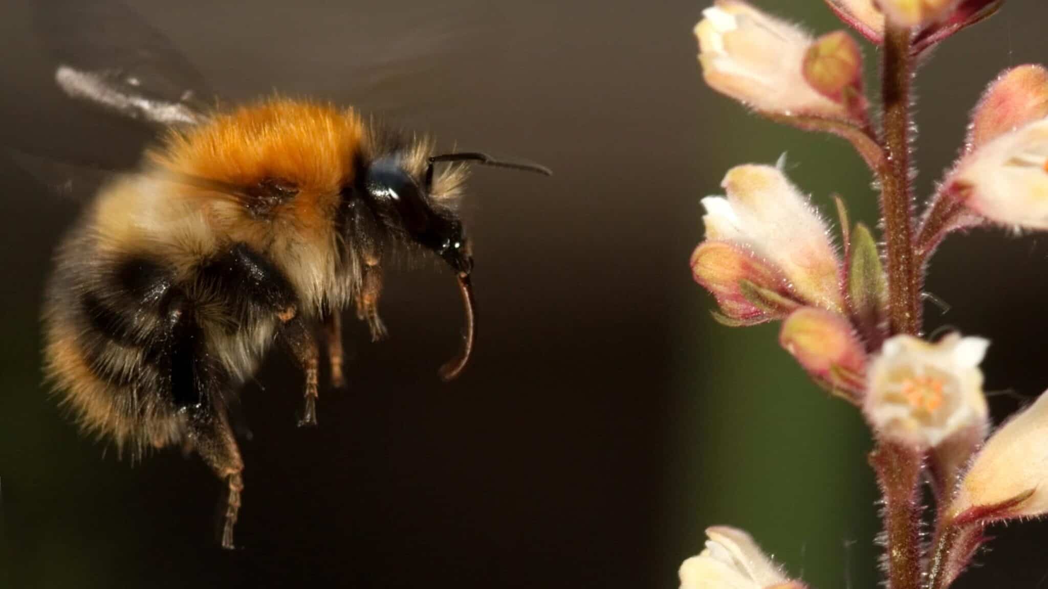 How Bumblebees Use Vibration to Shake Pollen Loose - Animals Around The ...