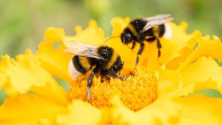 How Bumblebees Use Vibration to Shake Pollen Loose - Animals Around The ...