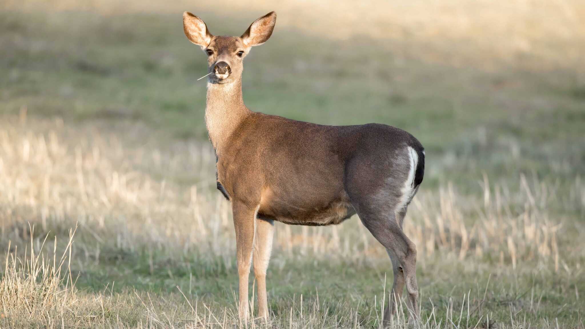 What Wildlife You’ll Spot in Redwood Country - Animals Around The Globe