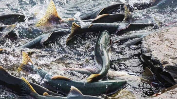 Why Salmon Swim Upstream—and How They Do It - Animals Around The Globe