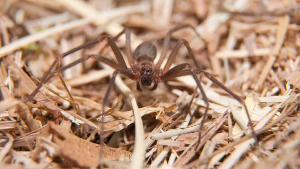 The Brown Recluse: More Common Than You Think - Animals Around The Globe