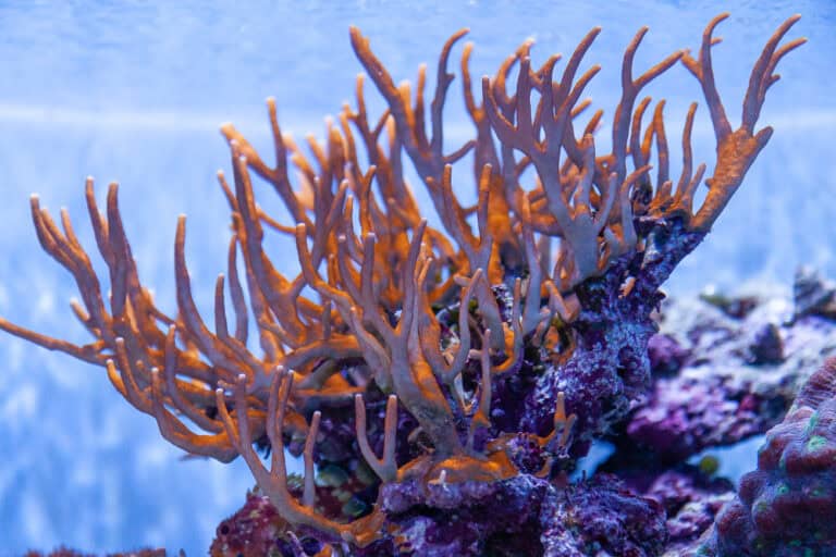 13 Most Colorful Coral Reef Creatures