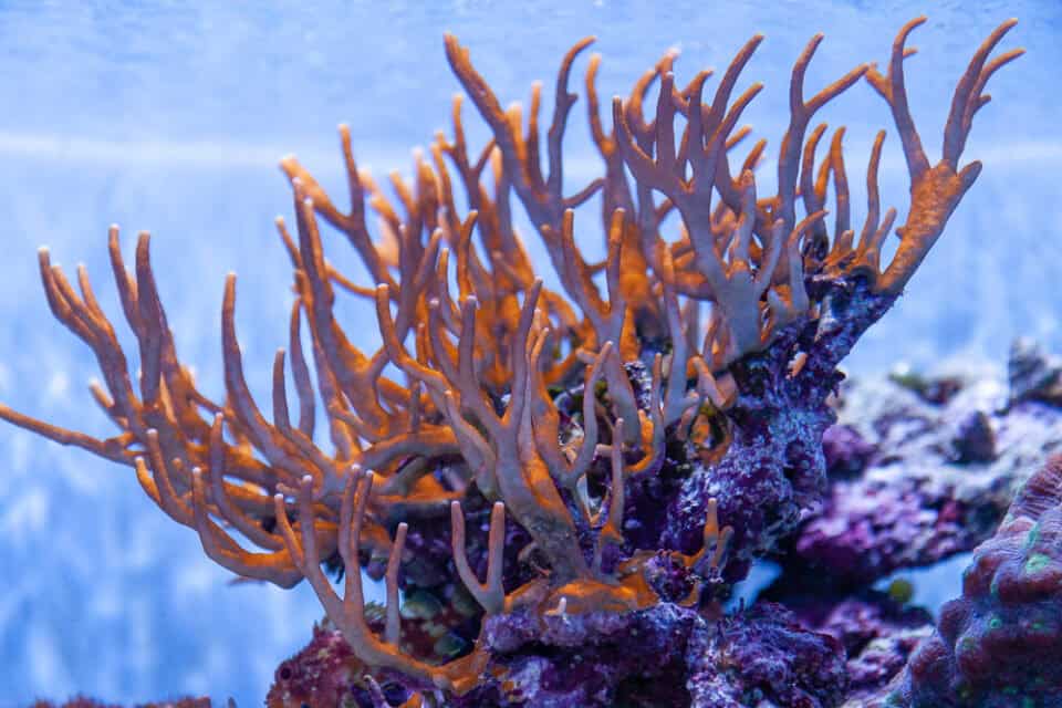 13 Most Colorful Coral Reef Creatures