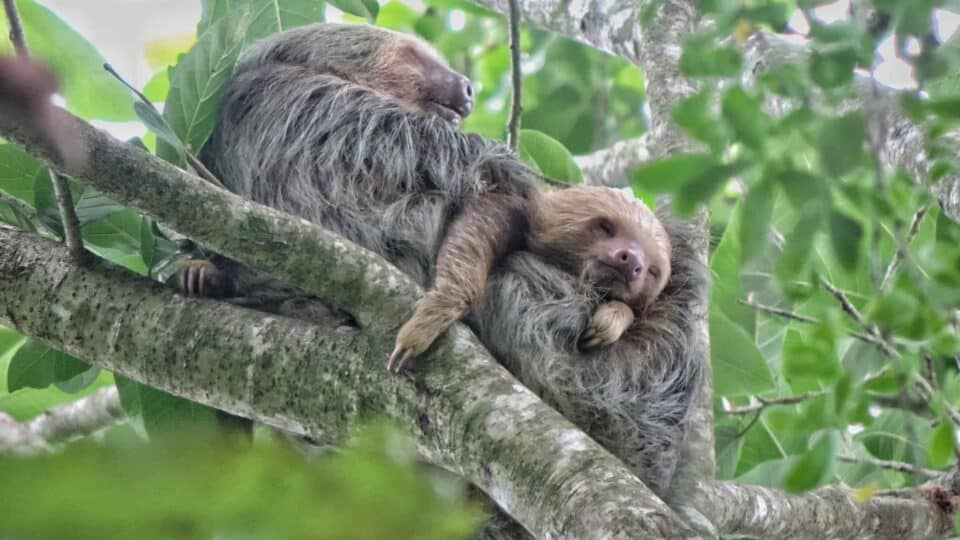 How Baby Sloths Bond with Their Mothers - Animals Around The Globe