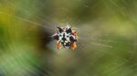Meet the Real Spider Behind Spider-Man’s Powers - Animals Around The Globe