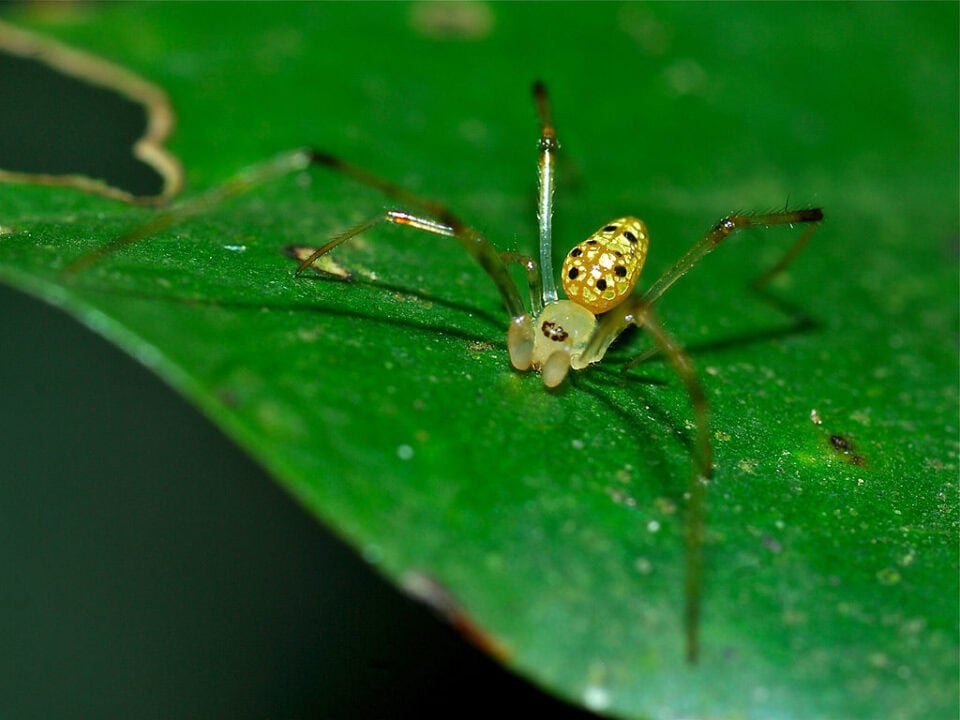 14 Most Beautiful Spiders in the World - Animals Around The Globe