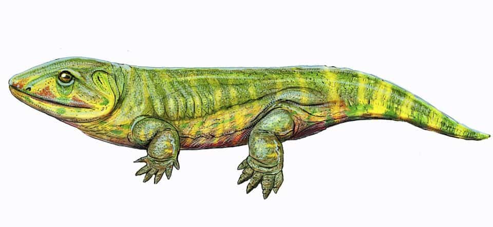 12 Jaw Dropping Facts About the World First Land Animals - Animals ...