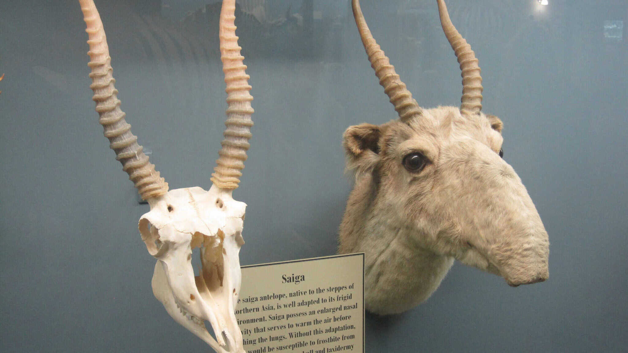 Why Saving the Saiga Antelope Matters for All of Asia - Animals Around ...