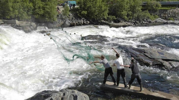 Why Salmon Swim Upstream—and How They Do It - Animals Around The Globe