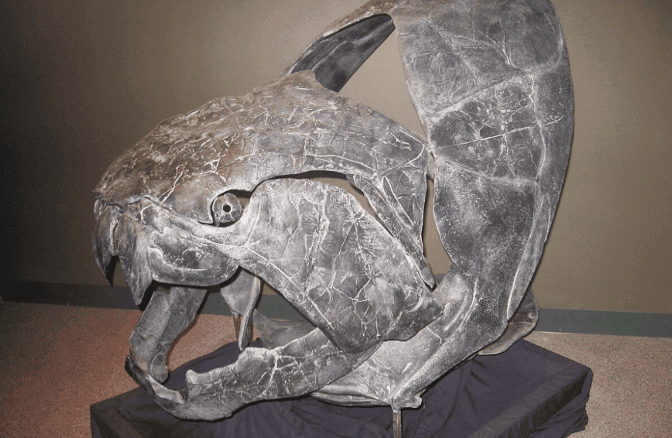 Dunkleosteus: The Armored Fish With Bone-Crushing Jaws
